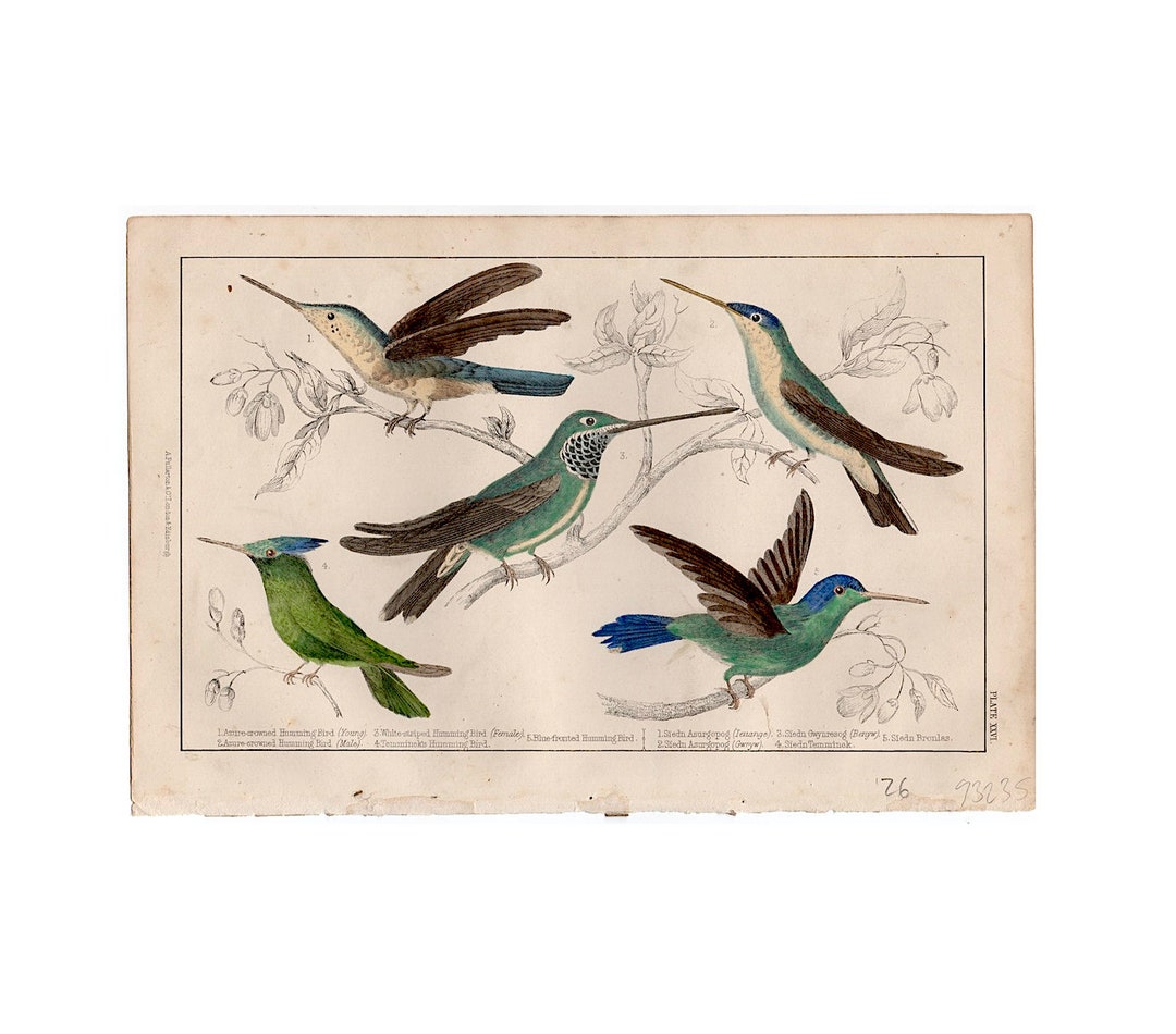 C. 1852 HUMMINGBIRDS Engraving • Original Antique Print - Hand Colored ...