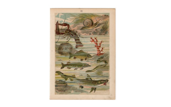Underwater Seascape Antique Print 1897 Lithograph Ocean ORIGINAL