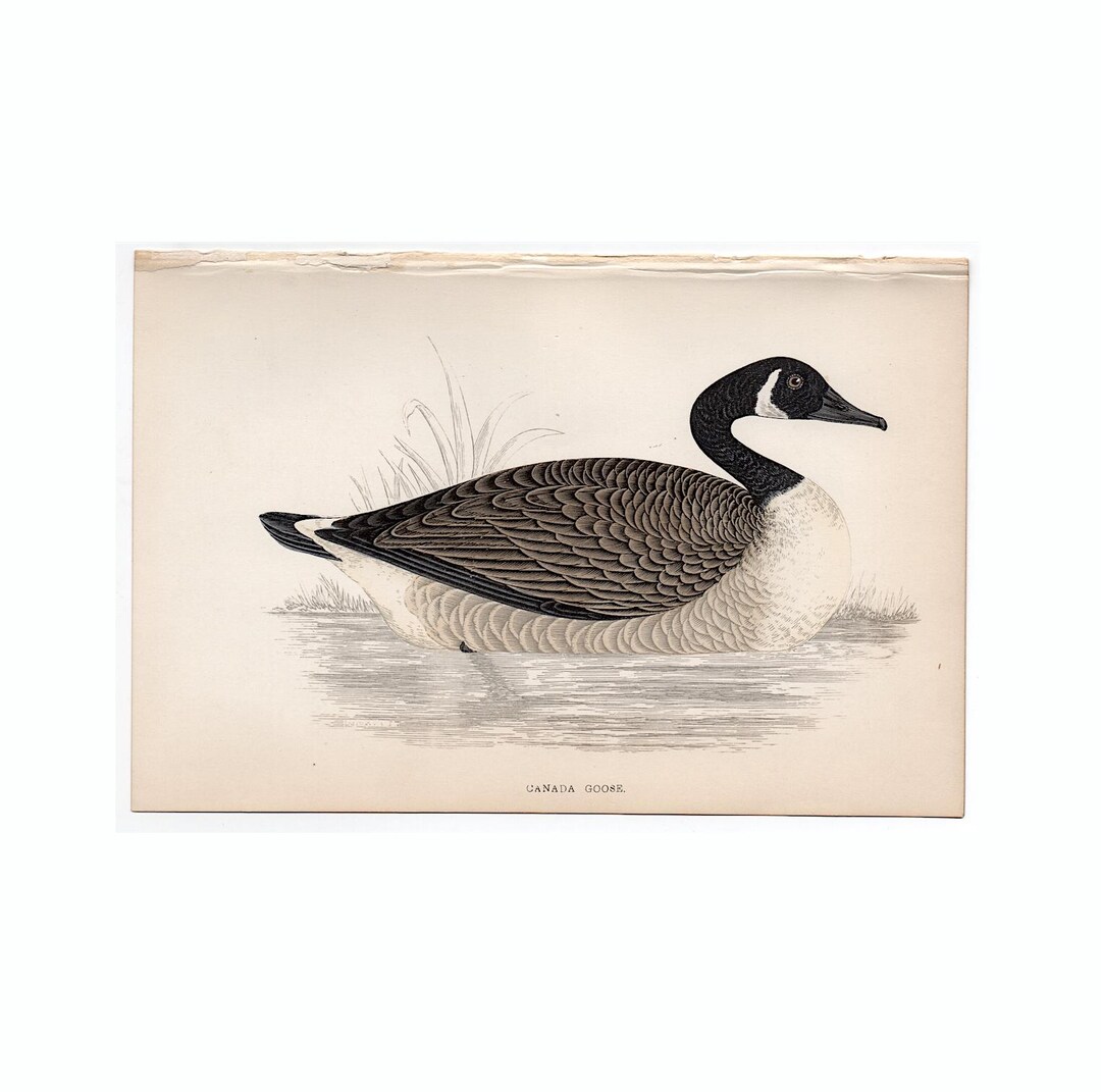 C. 1867 CANADIAN GOOSE Lithograph • Original Antique Print • Morris ...