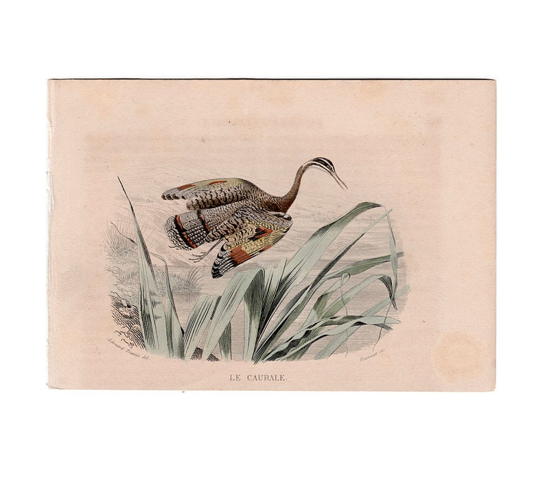 C. 1837 PHEASANT Engraving Original Antique Print Game - Etsy