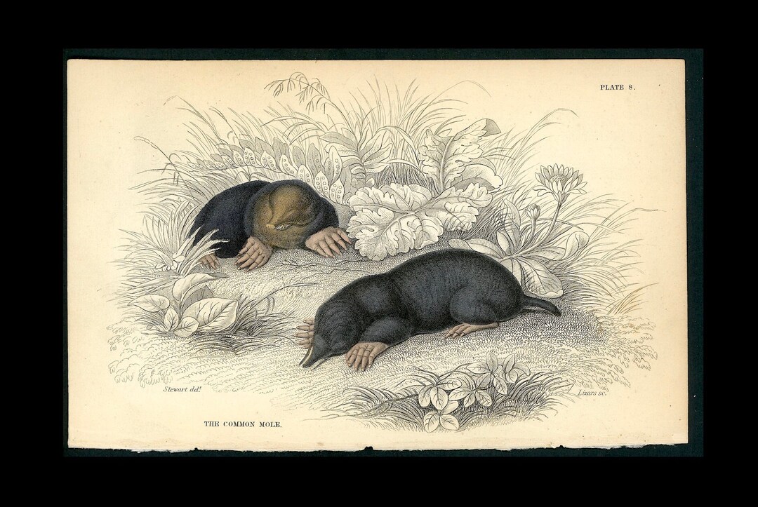 C. 1843 MOLE Engraving Original Antique Print Hand Colored Engraving ...