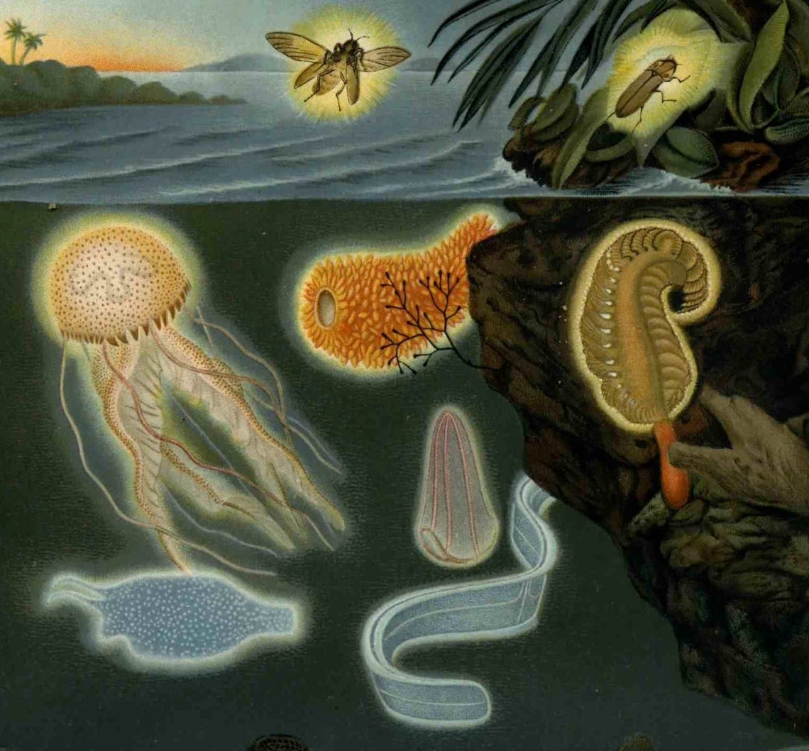 1903 LUMINESCENT SEA LIFE Lithograph Original Antique Exotic Ocean Life ...