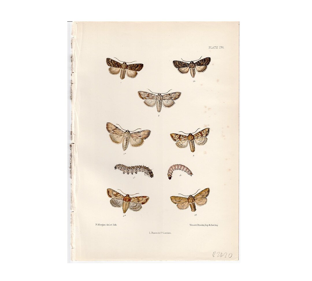 C. 1904 ANTIQUE MOTH Print • Original Antique Print • Insect Print ...