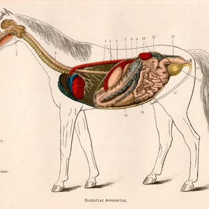C. 1907 HORSE ANATOMY Lithograph • Original Antique Print • Horse Print ...