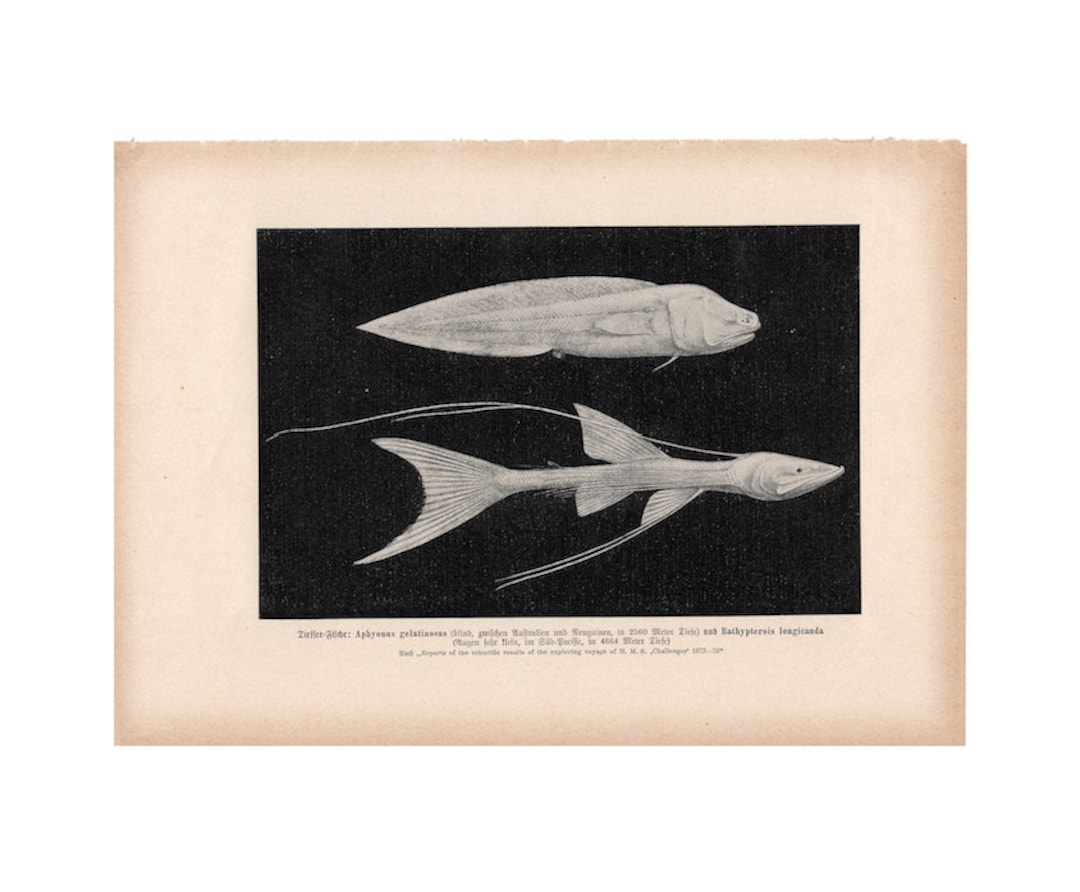 C. 1900 DEEP SEA FISH Original Antique Marine Animal Sealife Ocean ...