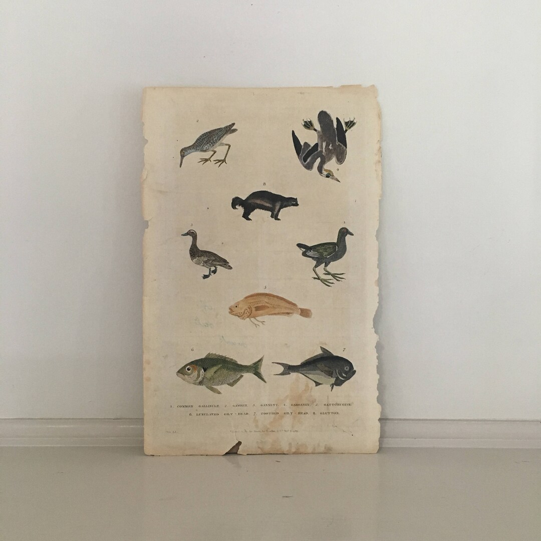 C. 1785 MARTYN ANIMALS Engraving • Original Antique Print • Zoology ...