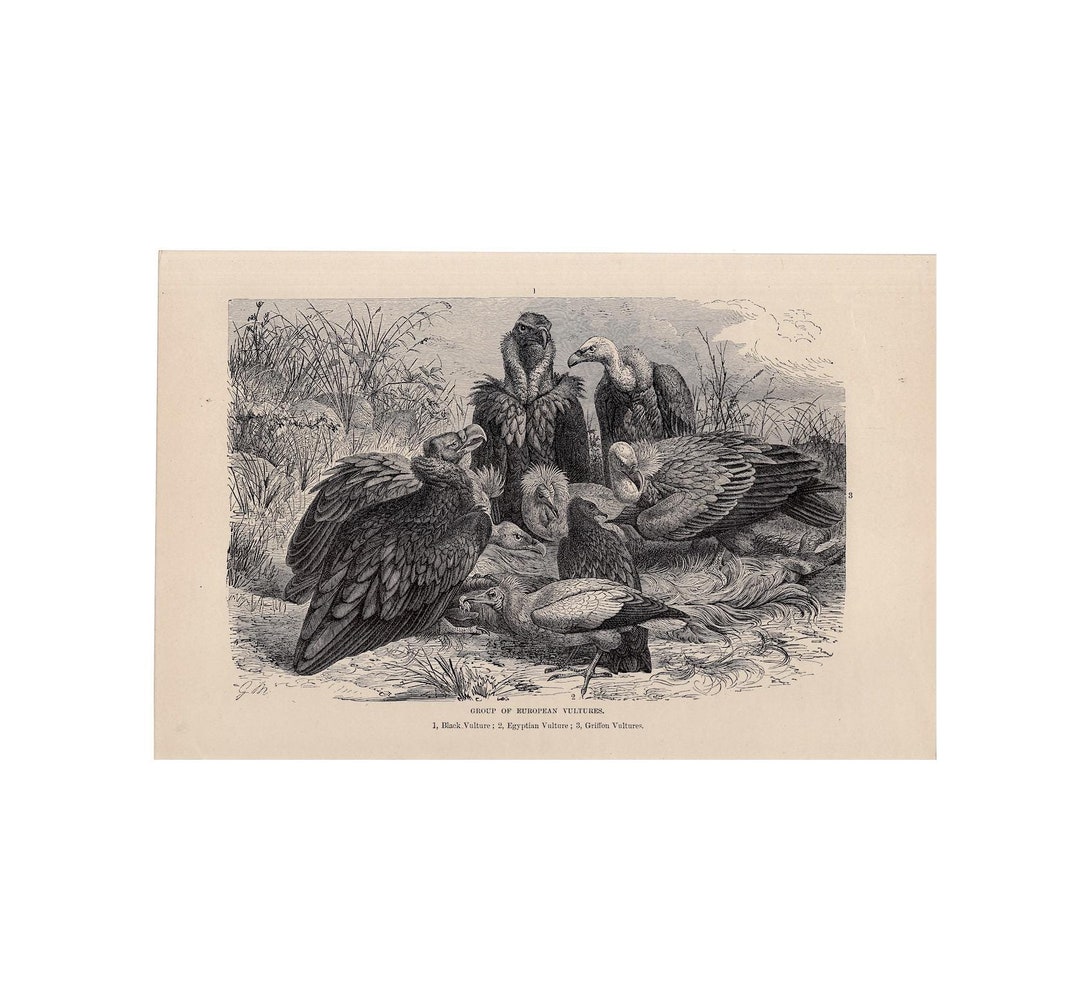 C.1900 EUROPEAN VULTURES Print • Original Antique Print • Scavenging ...