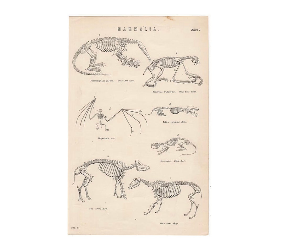 C. 1880 ANIMAL SKELETONS Engraving • Original Antique Print • Mammal ...