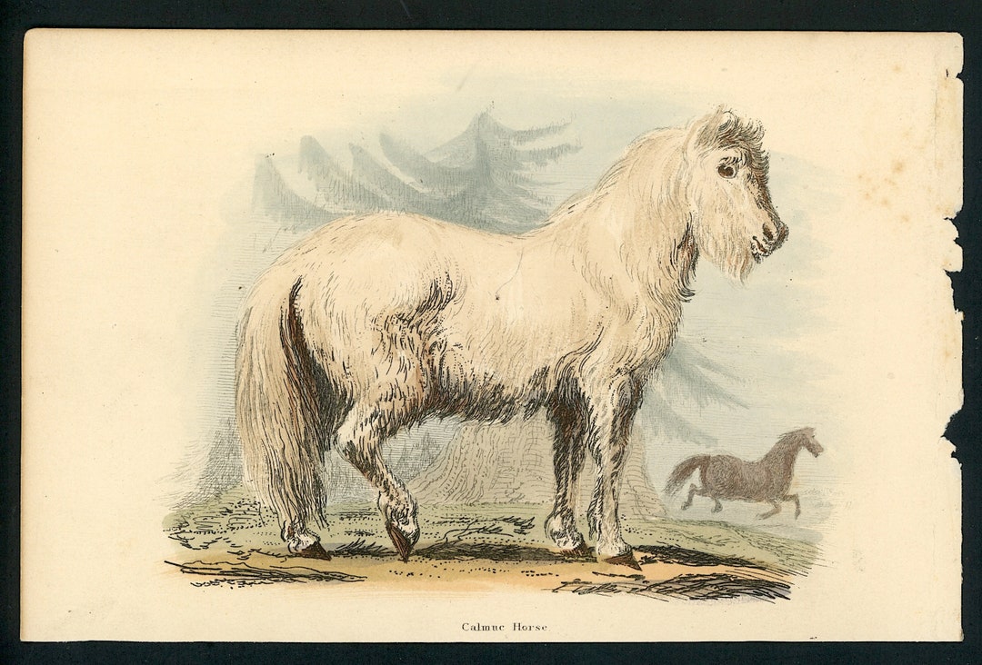 C. 1854 CALMUC HORSE Etching • Original Antique Print • Ungulate Print ...