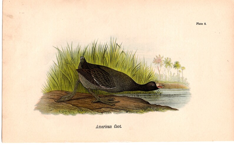 1888 COOT PRINT - Antique Bird Lithograph - Original Antique Print ...
