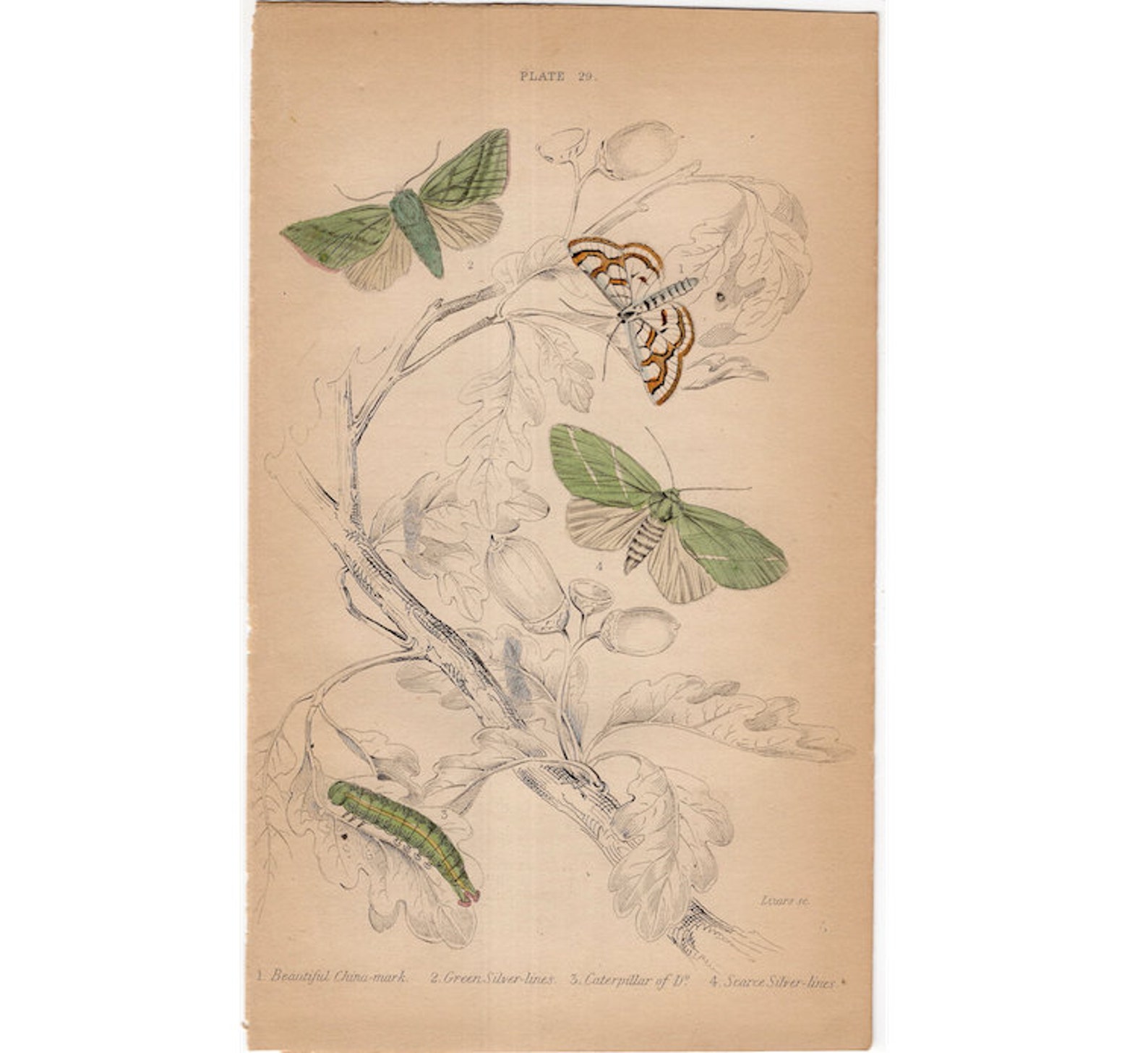 1843 Antique BUTTERFLY MOTH Engraving Original Antique - Etsy