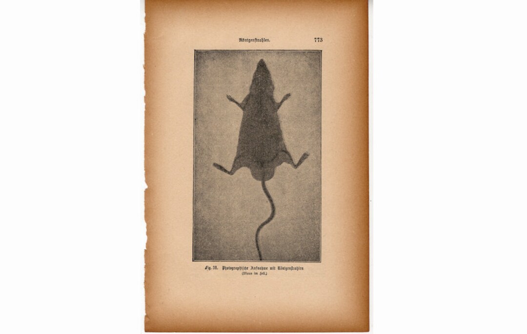 C. 1902 RAT X-RAY Lithograph • Original Antique Print • Rodent Anatomy ...