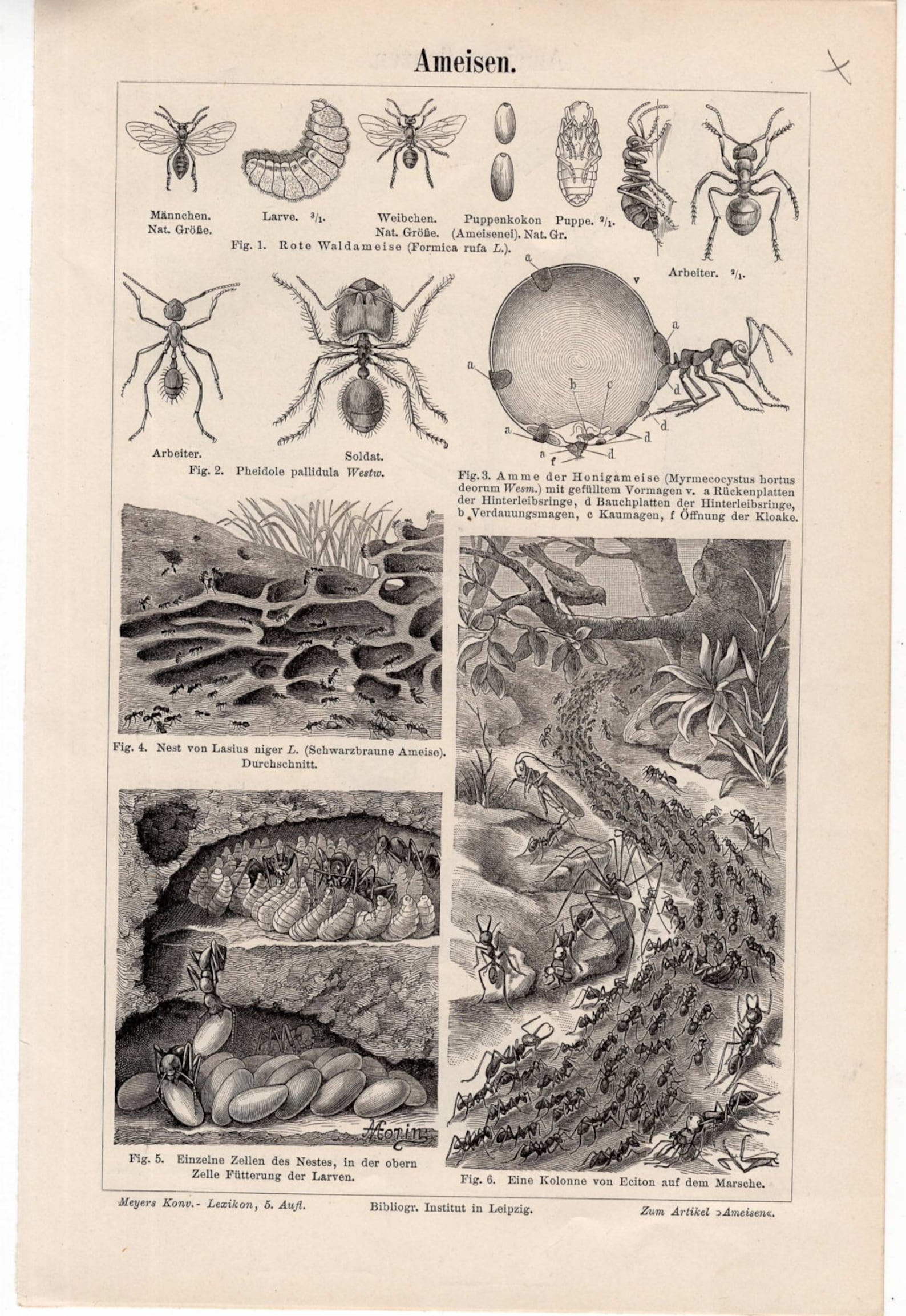 1894 ANTS ANT PRINT Original Antique Entomology Insects - Etsy