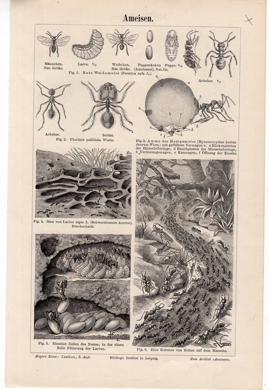 1894 ANTS ANT PRINT Original Antique Entomology Insects - Etsy