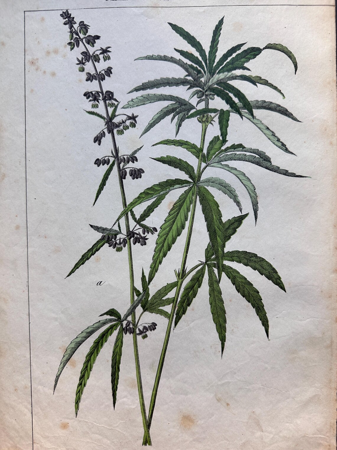 C. 1857 CANNABIS SATIVA PRINT • Marijuana Print • Antique Botanical ...