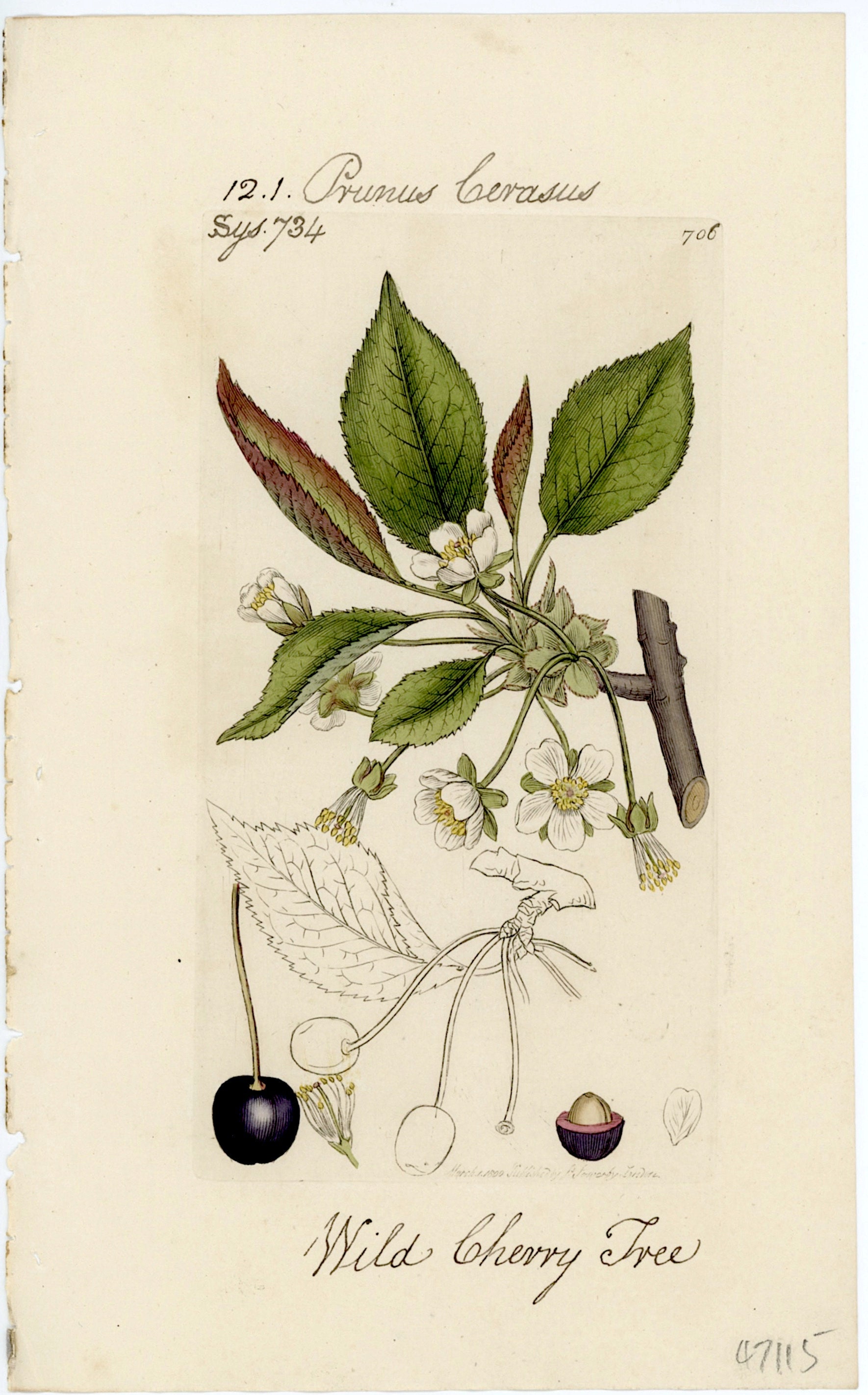 C. 1809 WILD CHERRY TREE print original antique print | Etsy