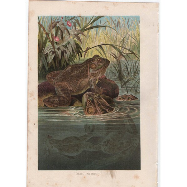 Antique Frog Print - Etsy