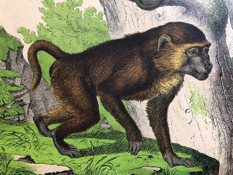C. 1890 MONKEYS & APES Lithograph - Original Antique Monkey Print ...