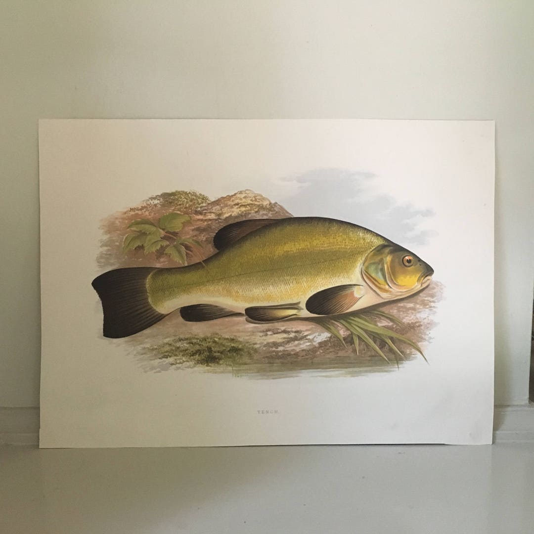 C. 1879 ANTIQUE FISH Print • Original Antique Print • Sea Life • Marine ...