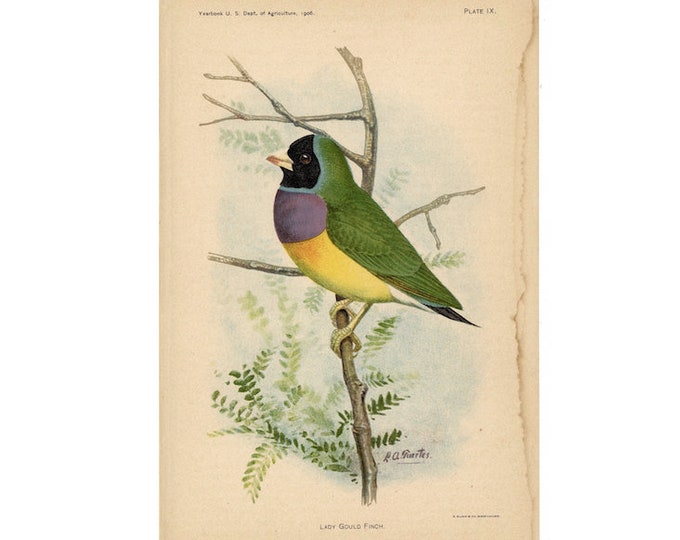 C. 1906 LADY GOULD FINCH Print • Original Antique Print - Bird Print ...
