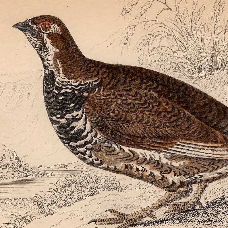 CANADIAN GROUSE Engraving C. 1836 • Original Antique Hand Colored ...