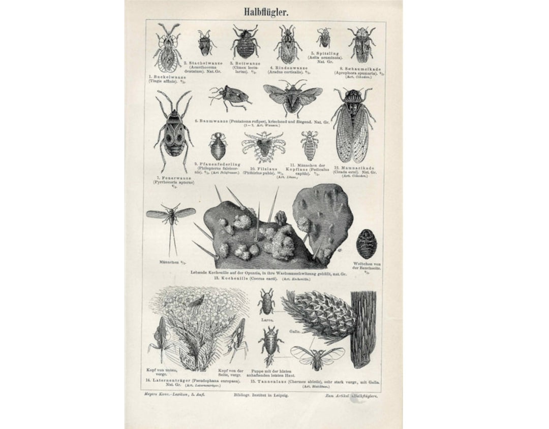 C. 1894 INSECTS ANTIQUE LITHOGRAPH - Original Antique Print ...