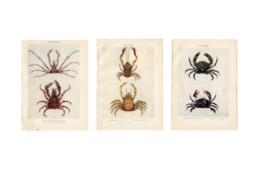 C. 1907 Set of 3 Sea Life Lithographs - the Sea Shore Original Antique ...