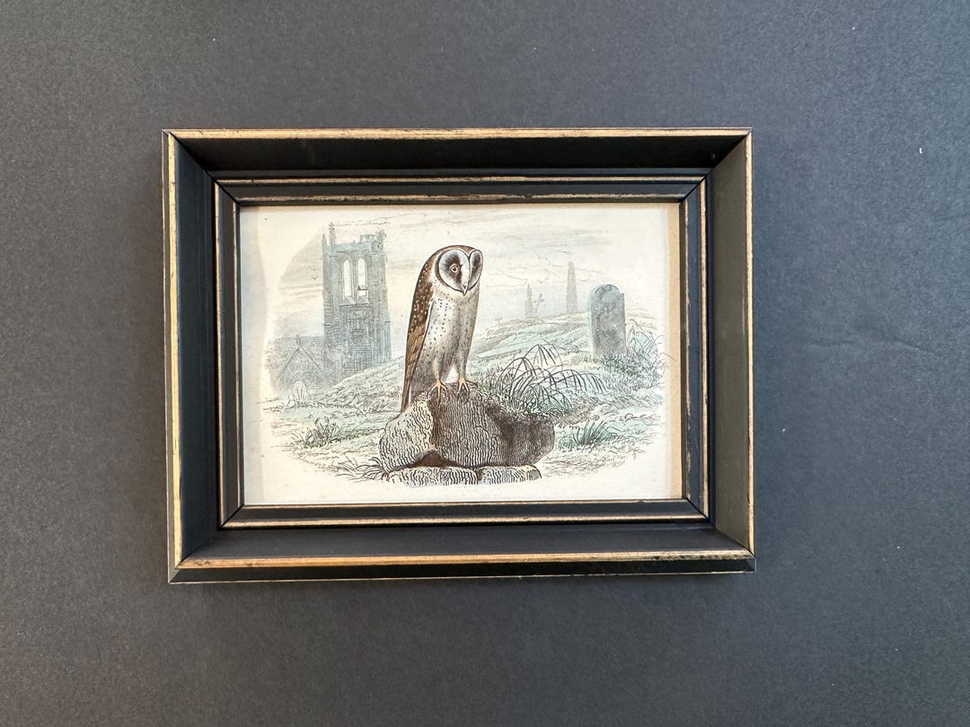 Framed C. 1837 BARN OWL Engraving • Original Antique Print • Antique ...