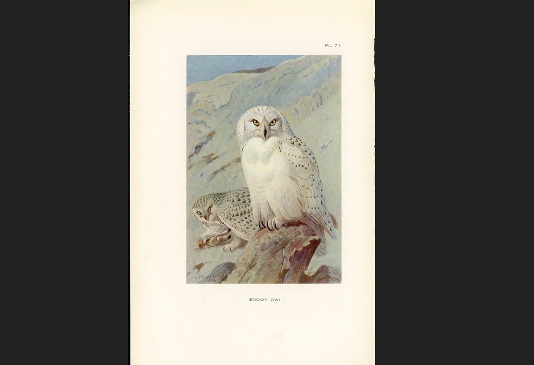 C. 1926 SNOWY OWL Lithograph - Original Vintage Print - Ornithology ...