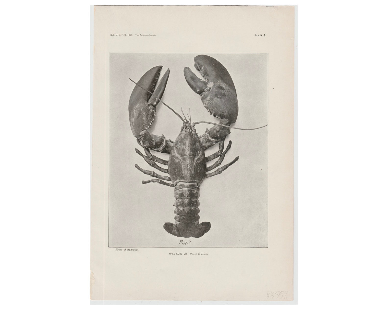 C. 1895 LOBSTER Lithograph • Original Antique Print • Sea Life • Marine ...