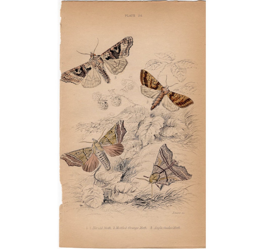 1843 Antique BUTTERFLY MOTH Engraving Original Antique Entomology Print ...