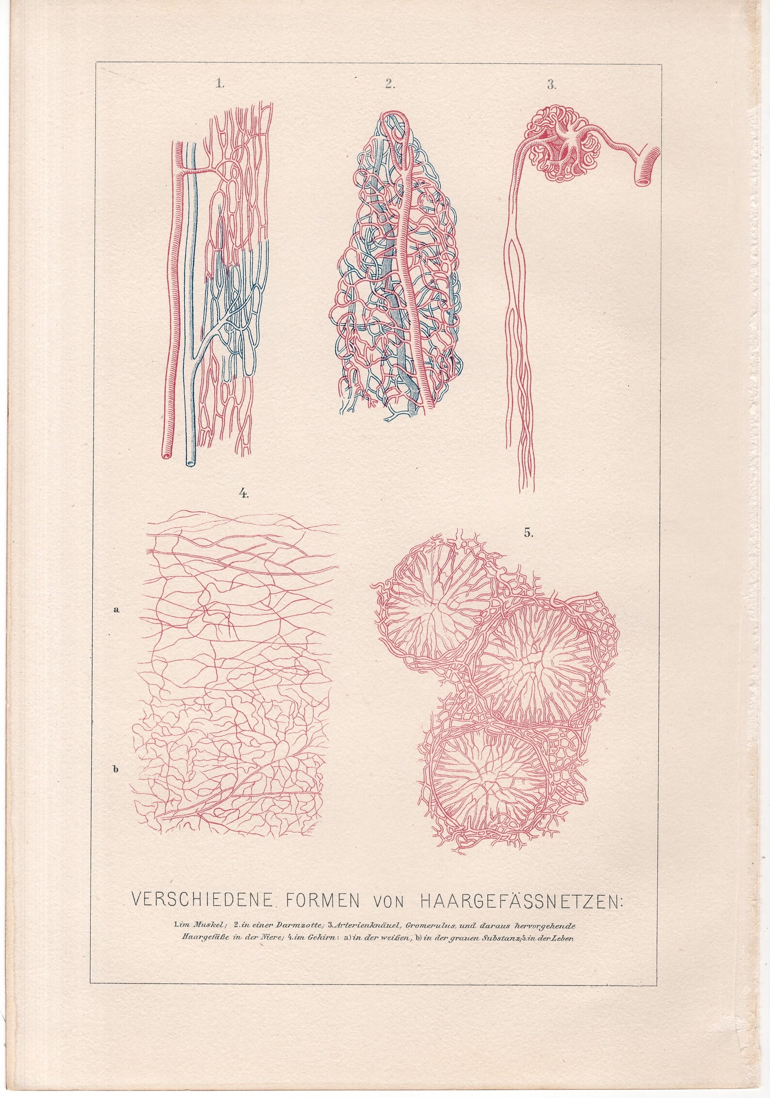 C. 1884 BLOOD VESSELS Print - Original Antique Human Anatomy Print ...