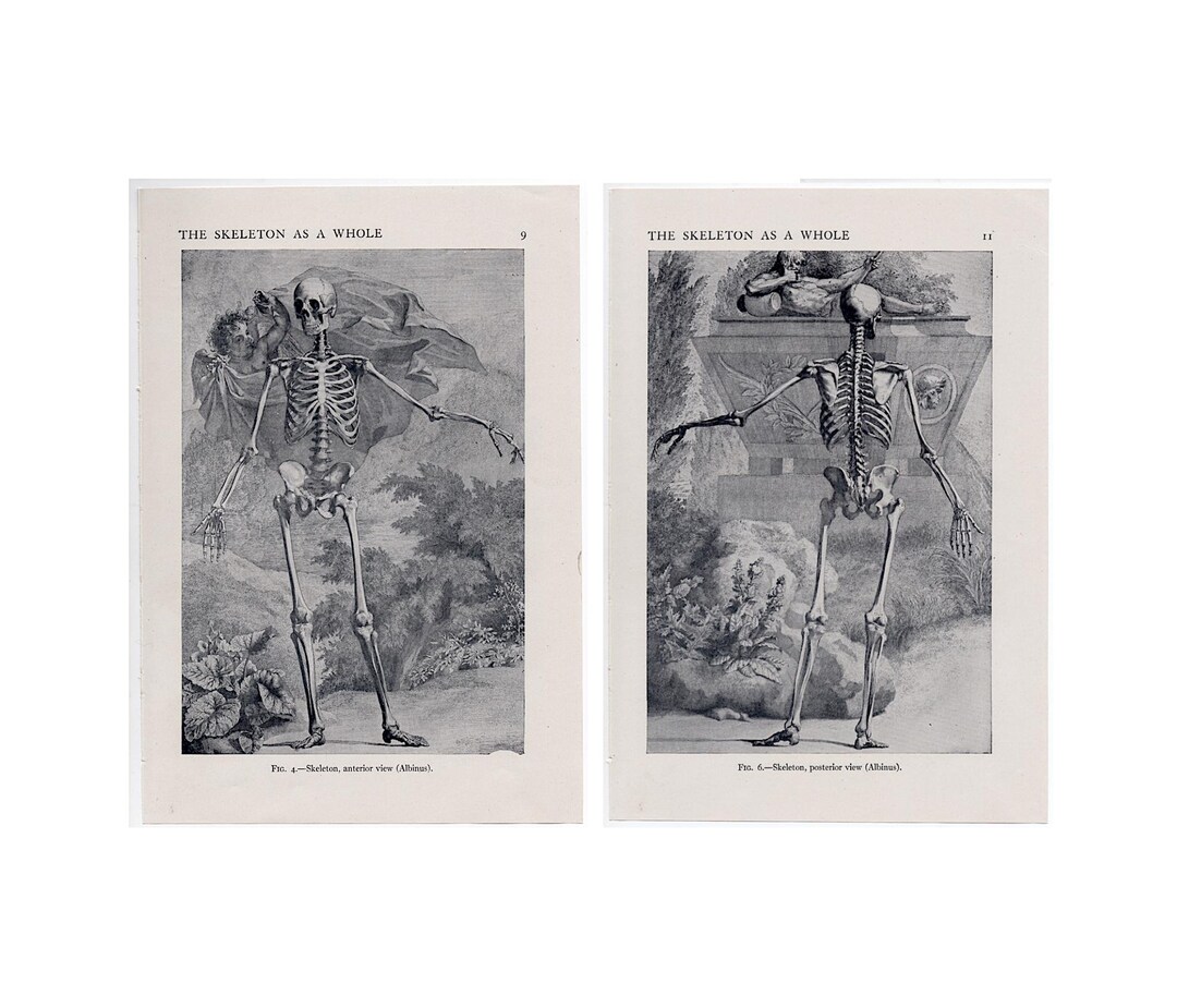 C. 1944 ALBINUS SKELETON Prints • Original Vintage Prints • Male Human ...