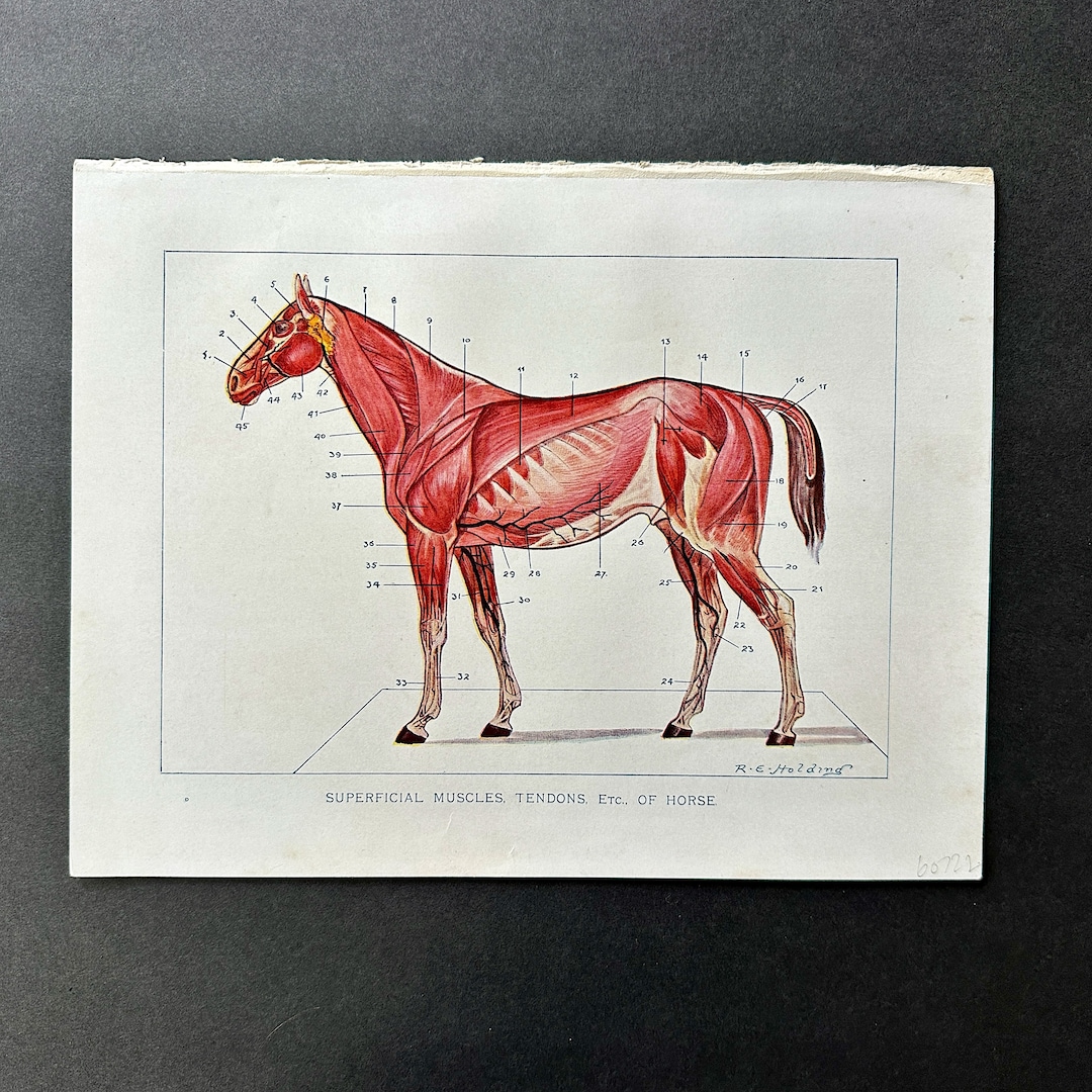 C. 1902 HORSE ANATOMY Print Original Antique Print Equine Medicine ...