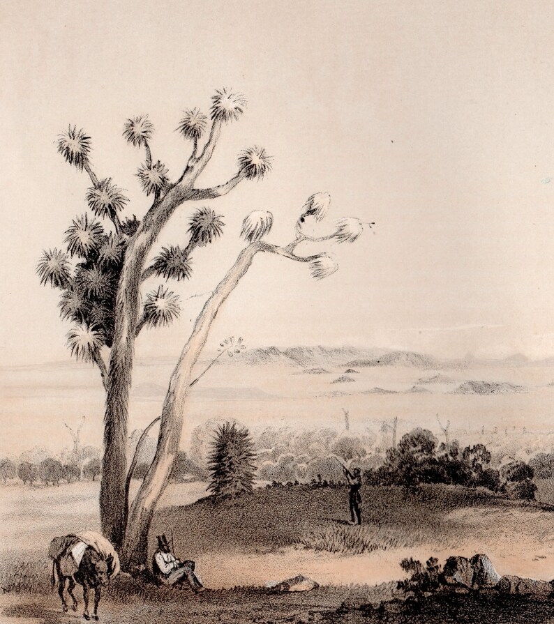 C. 1856 CALIFORNIA LANDSCAPE Lithograph • Original Antique Print • USA ...