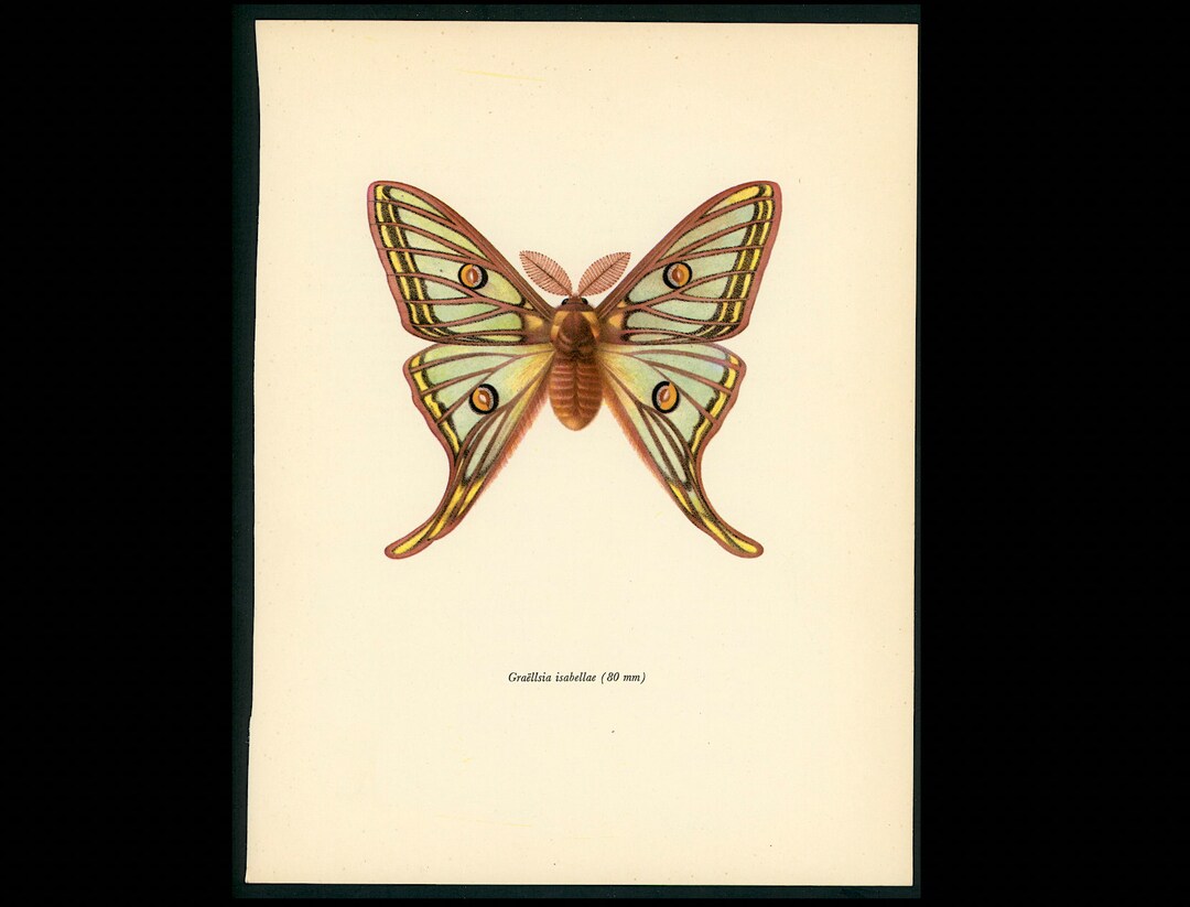 C. 1963 VINTAGE MOTH Lithograph Gorgeous Colorful Vintage Moyh ...