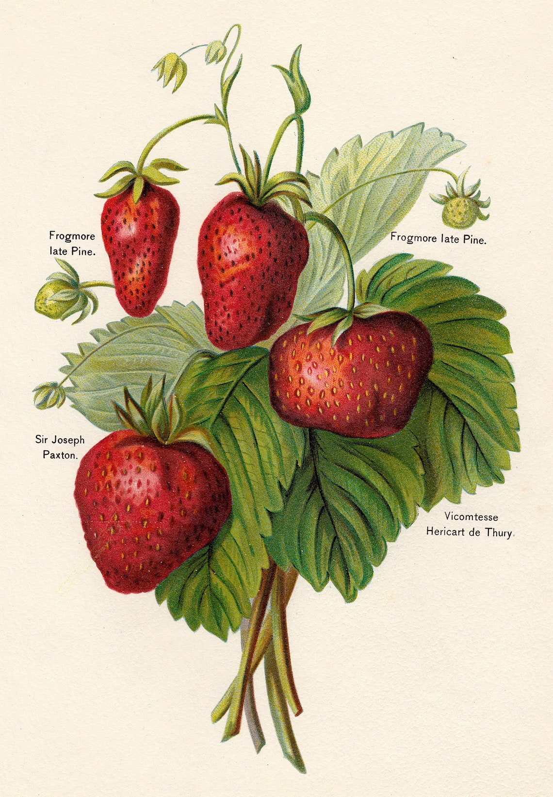 C. 1890 STRAWBERRIES Lithograph • Original Antique Print • Fruit Print ...