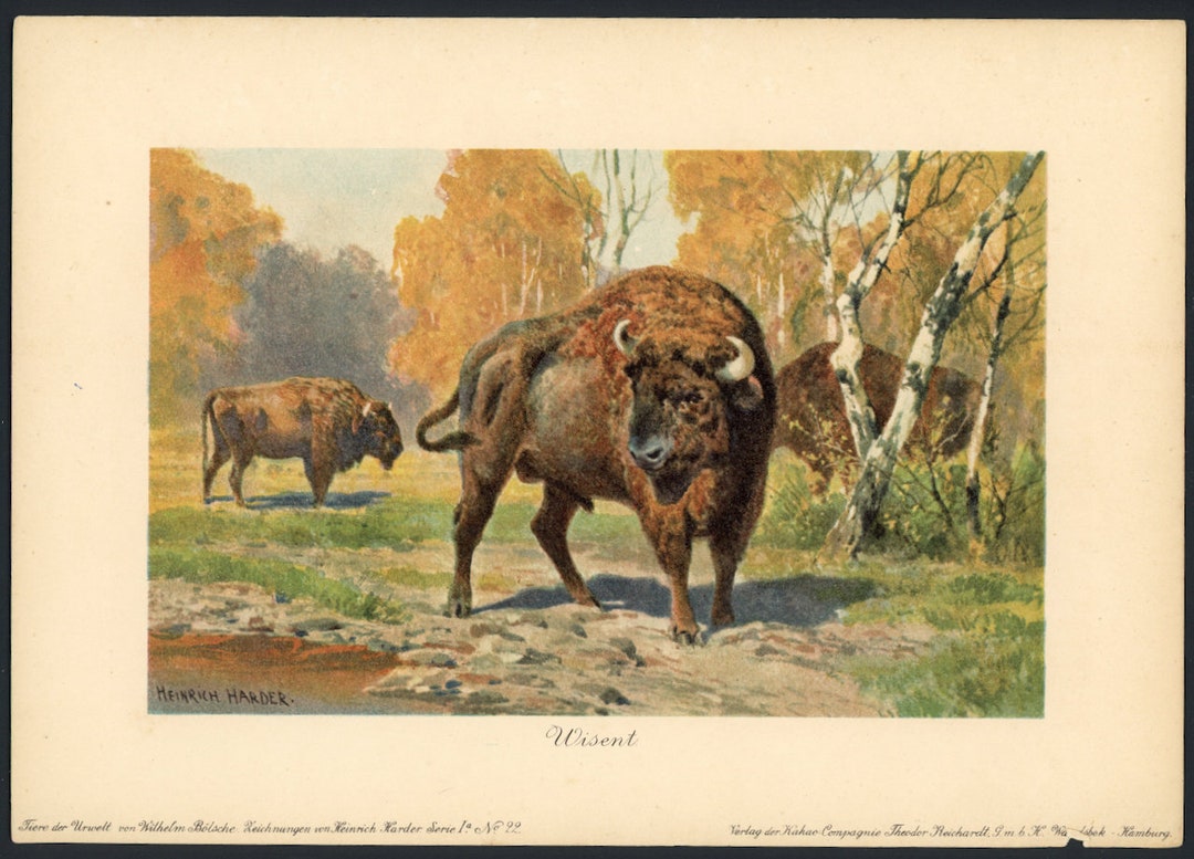 C. 1902 WISENT EUROPEAN BISON Lithograph • Original Antique Print ...