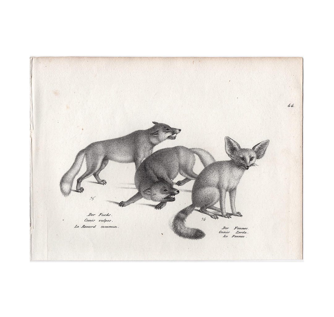 C. 1824 FOX & FENNEC FOX Print • Original Antique Print • Antique ...