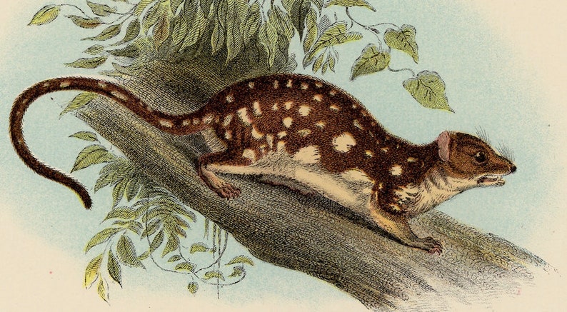 C. 1896 SPOTTED TAILED DASYURE Print Original Antique Print - Etsy