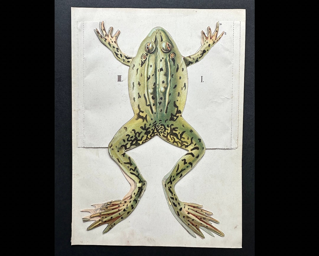 C. 1900s INTERACTIVE FROG ANATOMY Lithograph • 3-D Original Antique ...