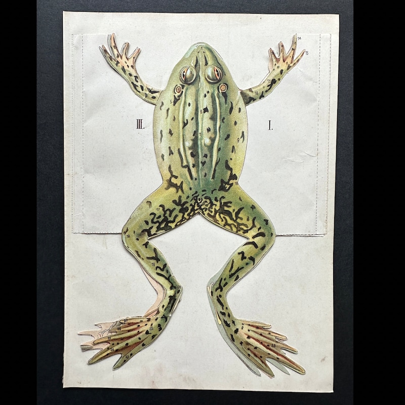 Frog Anatomy - Etsy
