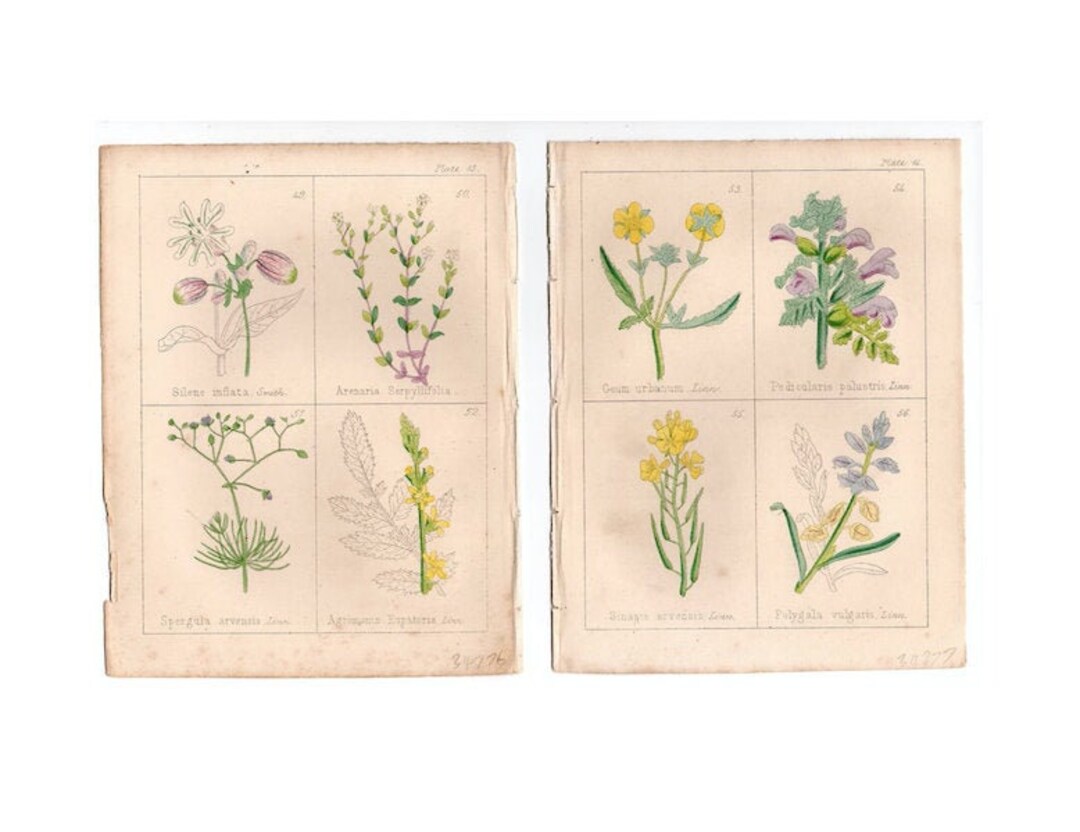 TINY C. 1860 FIELD FLOWER Prints Set of 2 Original Antique - Etsy