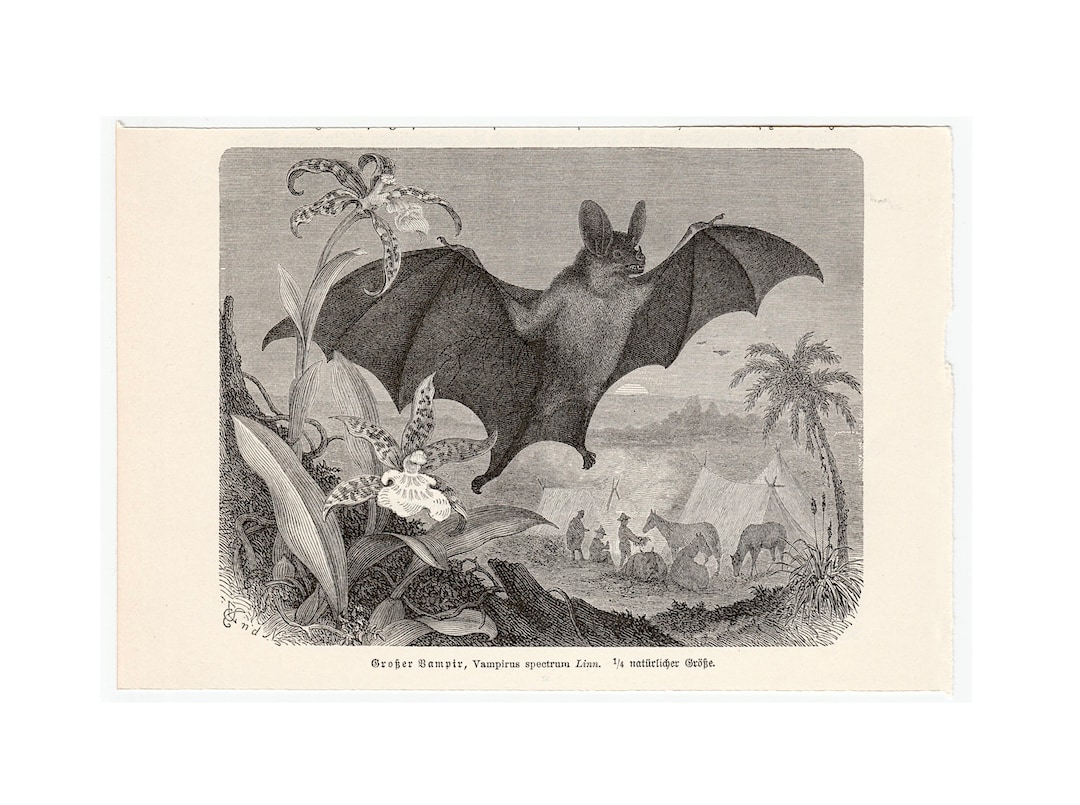 C. 1894 VAMPIRE BAT Lithograph • Original Antique Print • Halloween ...