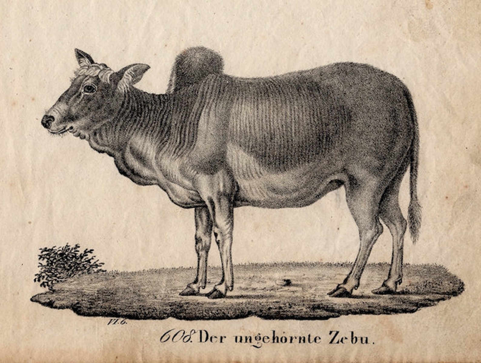 C. 1820 ANTIQUE ZEBU Lithograph - Original Antique Print - Humped ...