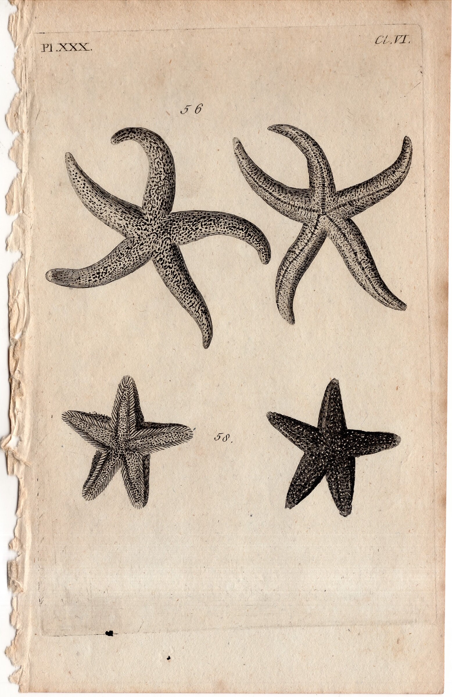 Starfish Scientific Illustration