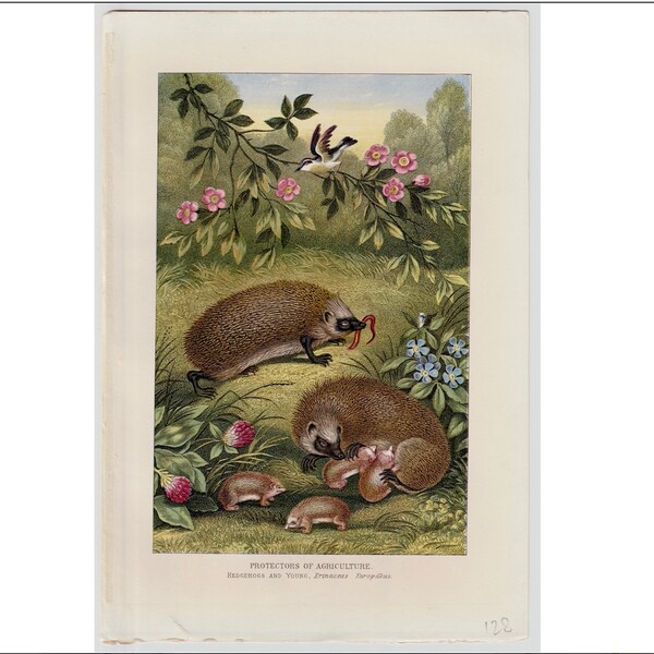 Hedgehog Print - Etsy