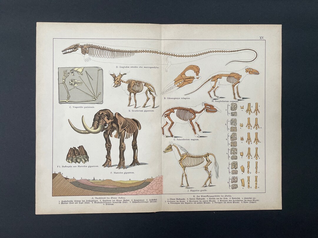 C. 1878 LARGE FOSSIL Lithograph • Original Antique Print • Prehistoric ...
