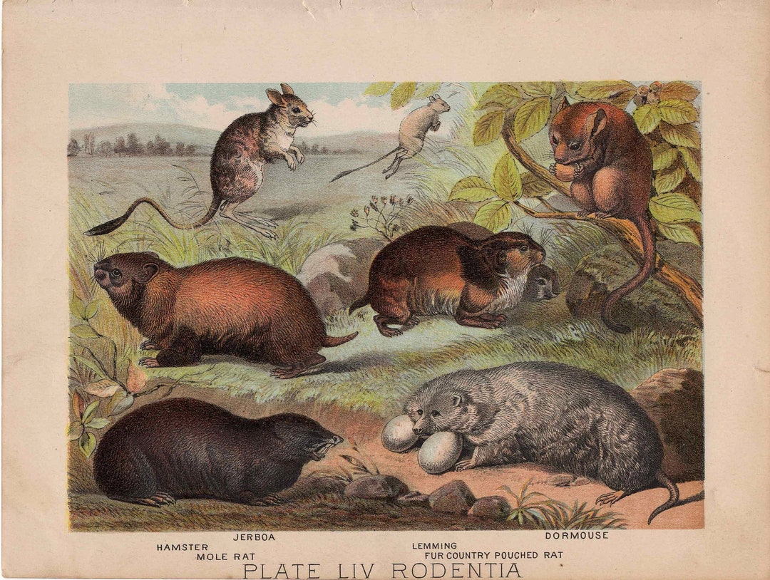 C. 1880 HAMSTER MOLE RAT Lithograph - Original Antique Print - Wild ...