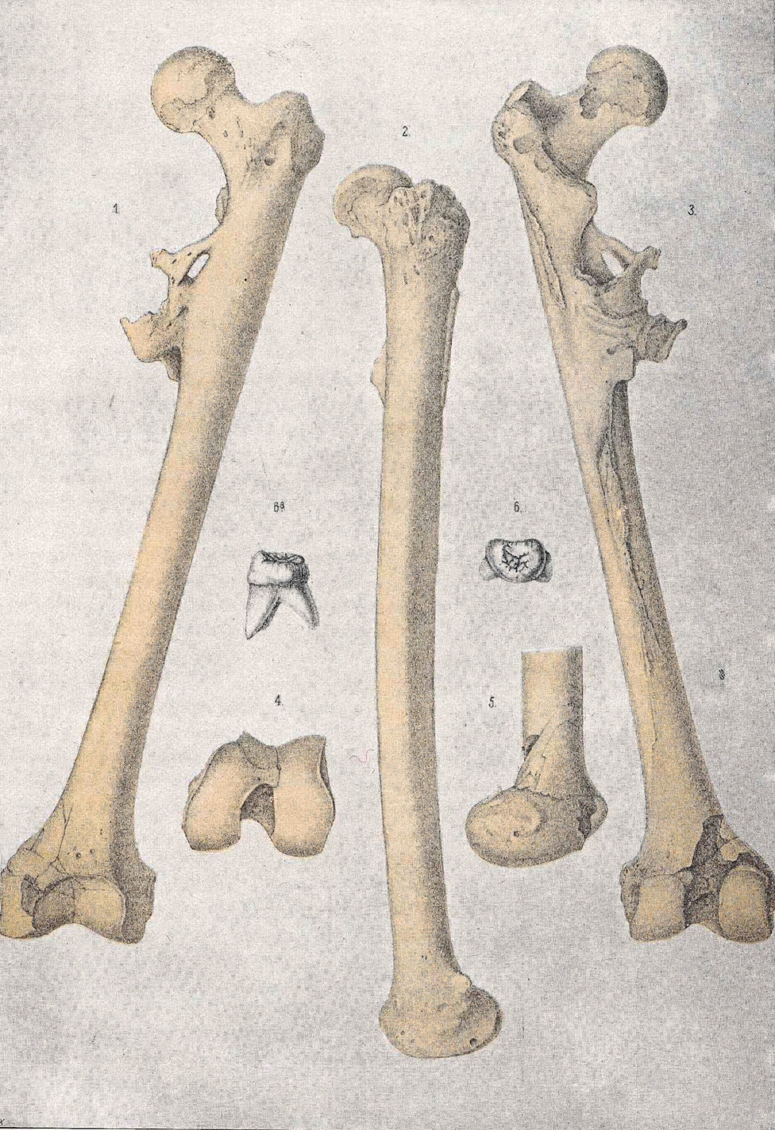 C. 1900 BONES PRINT - Antique Anatomy Print - Human Skeleton Print ...